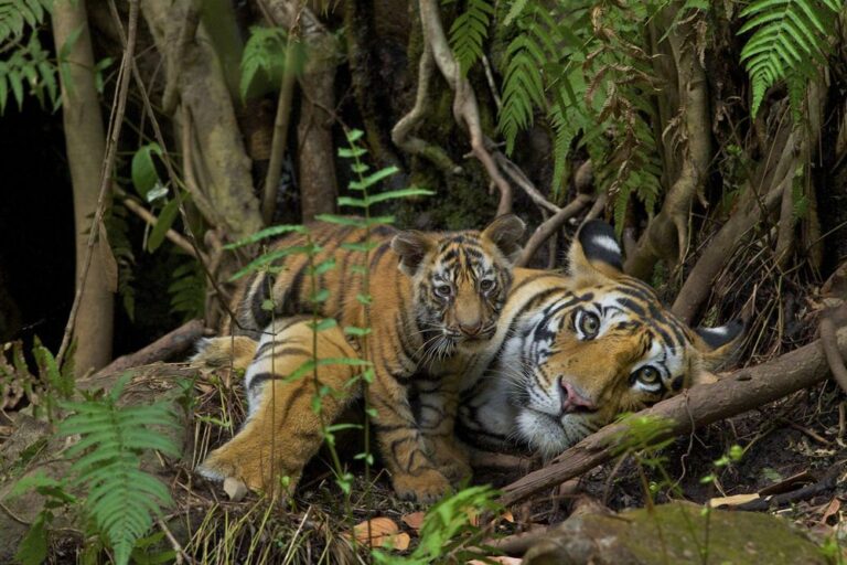 Tiger Conservation | A photo essay by Steve Winter | See The Wild