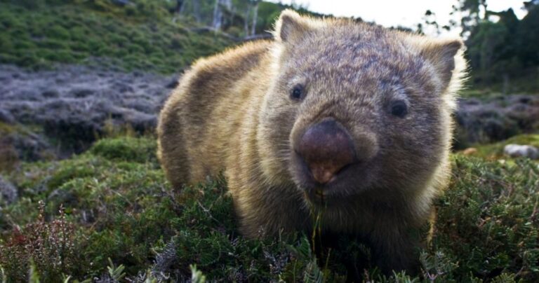 Interesting Wombat Facts | by SEEtheWILD Wildlife Conservation