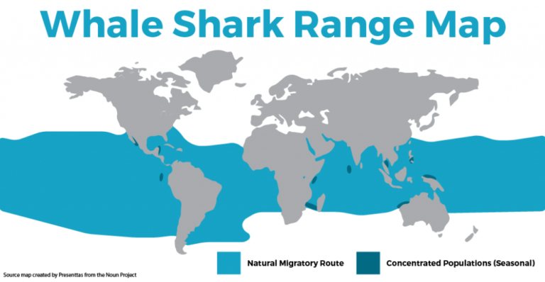 Whale shark facts & their conservation efforts SEEtheWILD