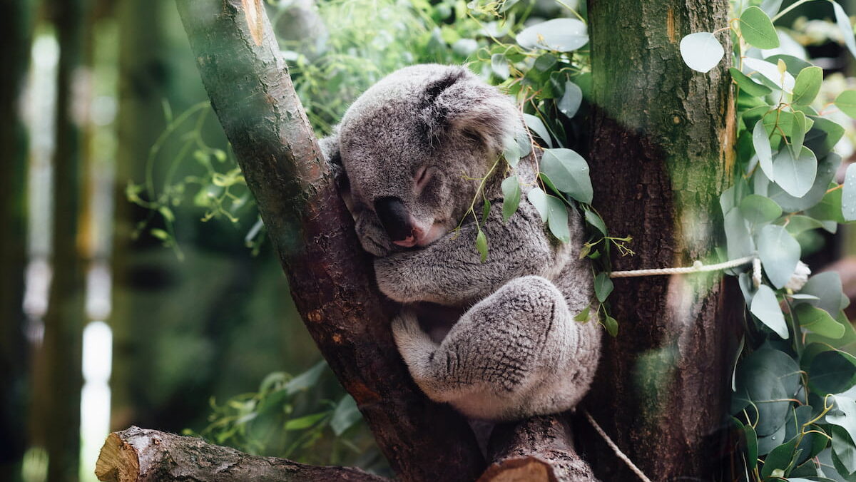 Unforgettable Wildlife Encounters: Brisbane Roadtrip Must-Sees!