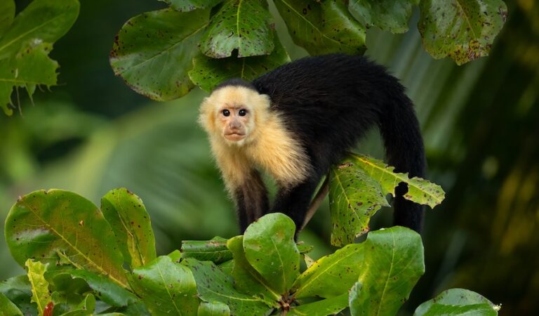 Monkeys - See The Wild